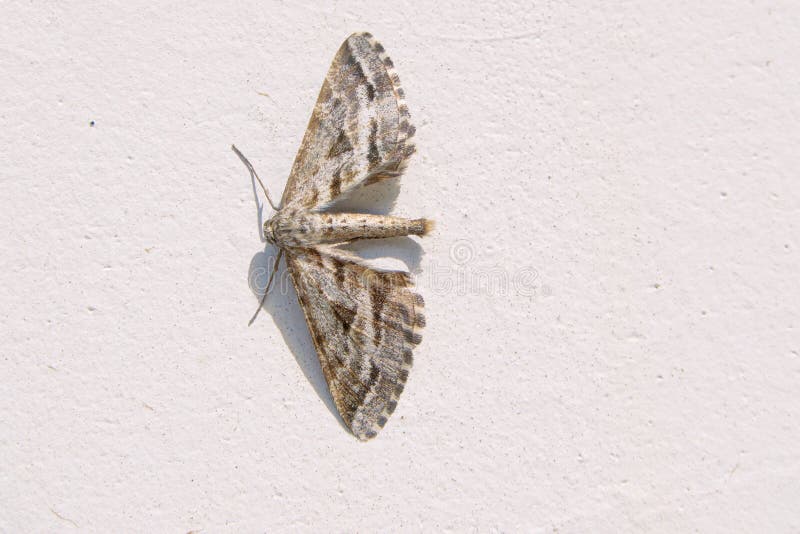 Geometrid moth stock image. Image of moth, wild, insects - 249119701