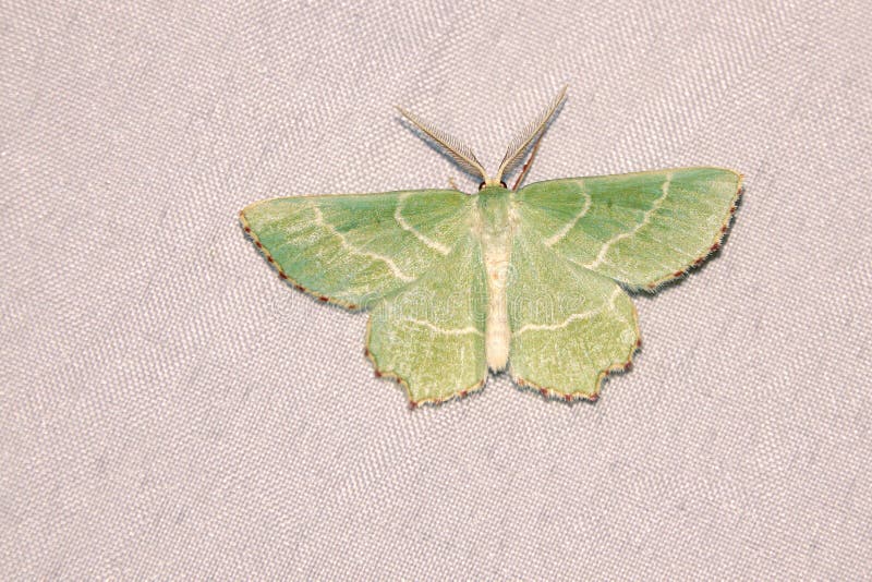 Geometrid moth stock image. Image of lepidoptera, stripes - 252566529