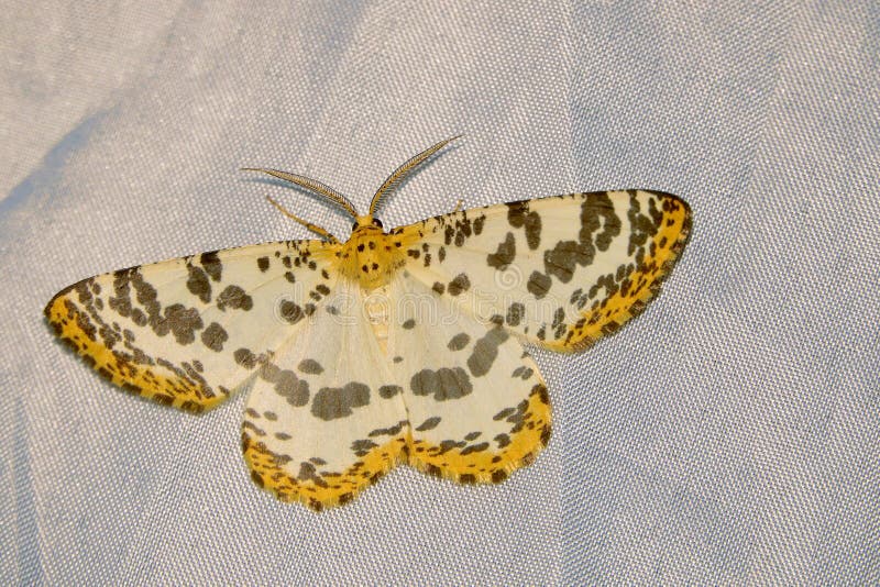 Geometridae moth stock photo. Image of insects, spot - 250453800