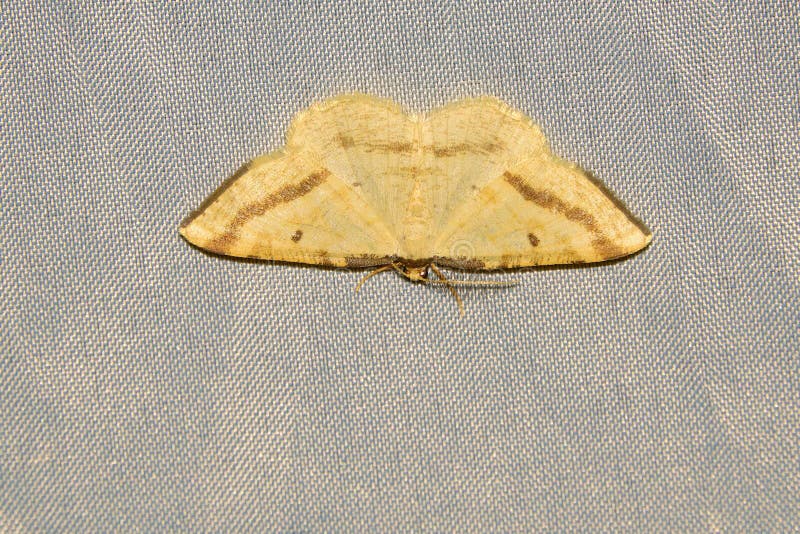 Geometridae moth stock image. Image of nature, stripe - 251034869