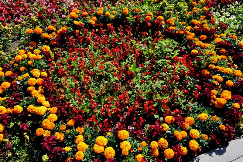 The Geometry of the City Flower Beds Stock Photo - Image of design ...
