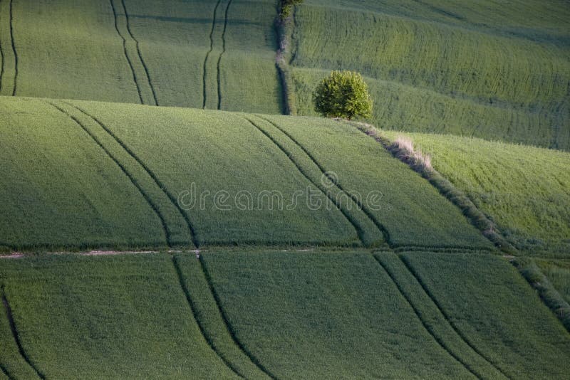 The Vegetation Creates Interesting Light Forms Stock Image - Image of ...