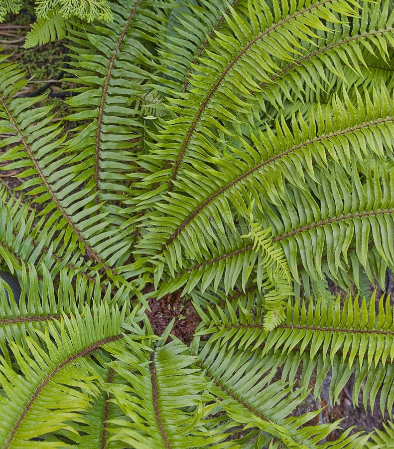 Geometry in Ferns stock image. Image of fronds, leaves - 41797811