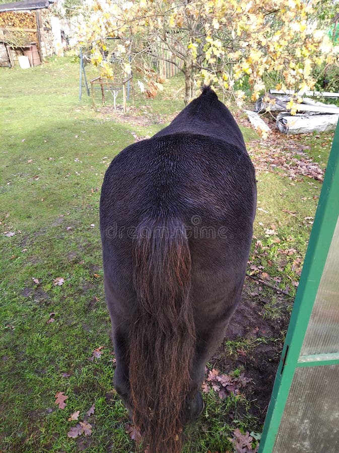 Horse withers stock image. Image of holiday, withers - 38906457