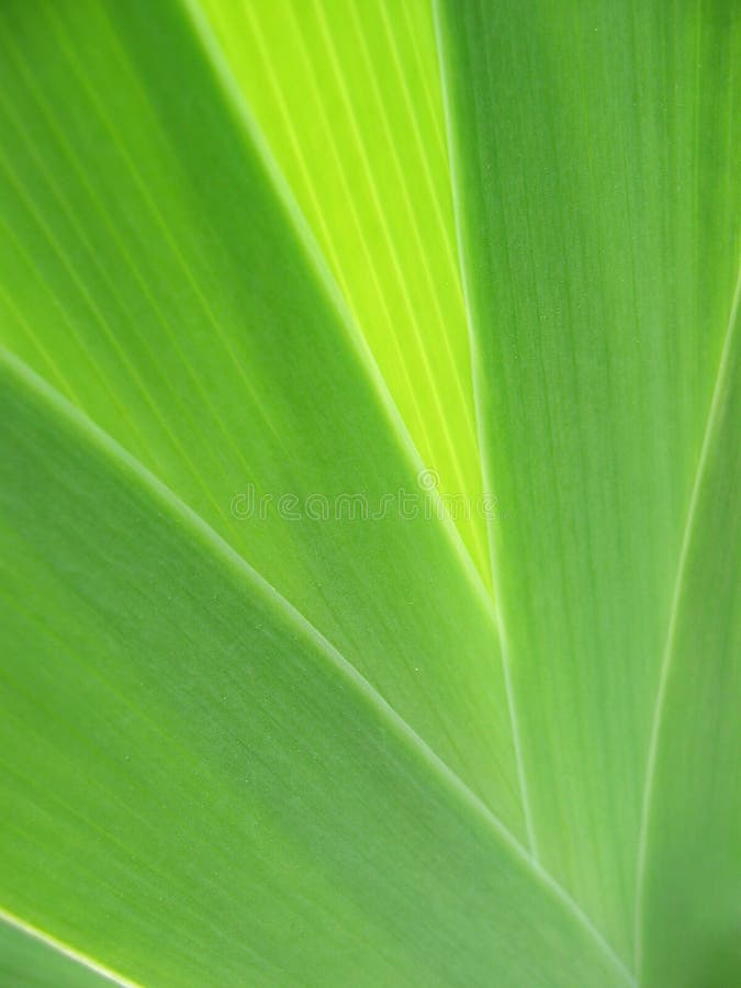 Geometry of leave shapes stock photo. Image of rainforest - 20715514