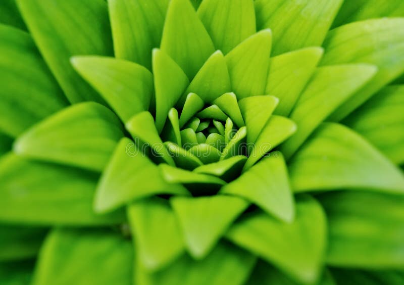 The geometry of nature stock photo. Image of plant, beauty - 24820376