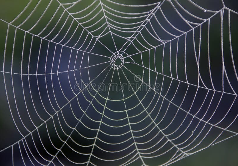 The Geometry of the Network and Water Droplets on Spider Threads Stock ...