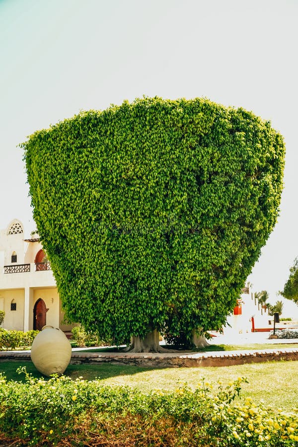Geometry shaped Bushes stock photo. Image of landscaping - 156530396