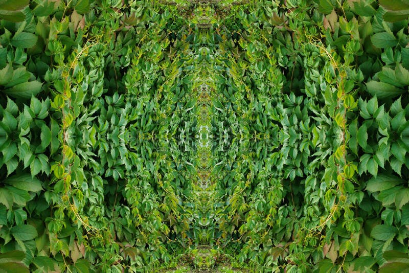 Geometry of the Vineyards, the Pattern of Natural Leaves Stock Image ...