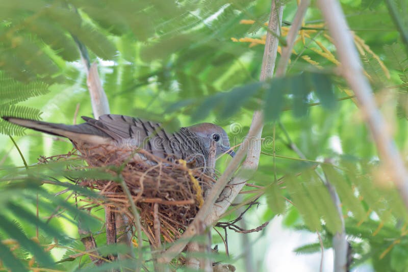 Geopelia Striata ,Birds Nest in Trees in the Forest Stock Photo - Image ...