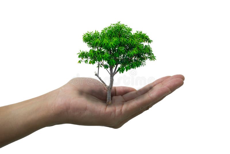 Hand En Boom Foto. Afbeelding: 4194964