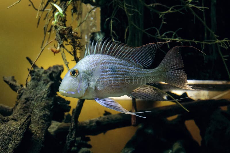 Geophagus Surinamensis. Redstriped Eartheater Fish Stock Photo - Image ...