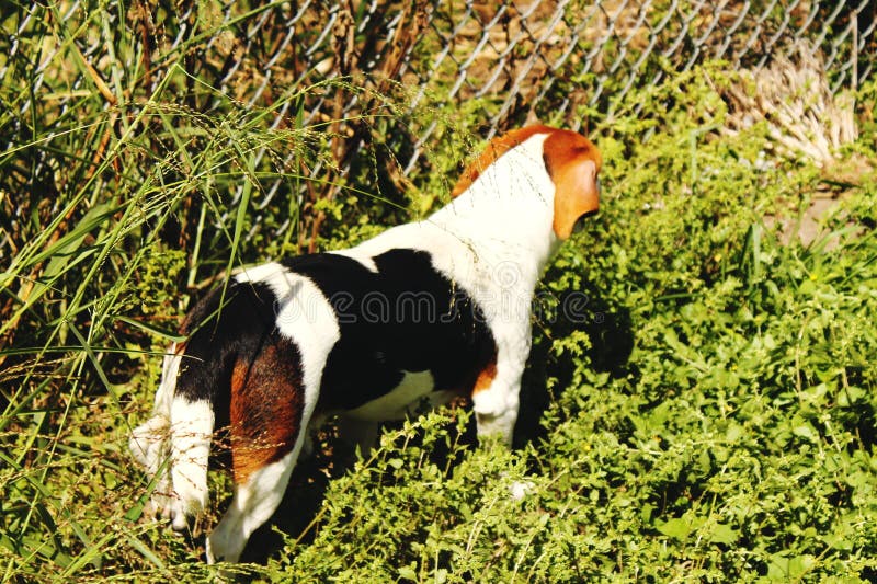 George stock photo. Image of cute, beagle, george, spotted - 144783524