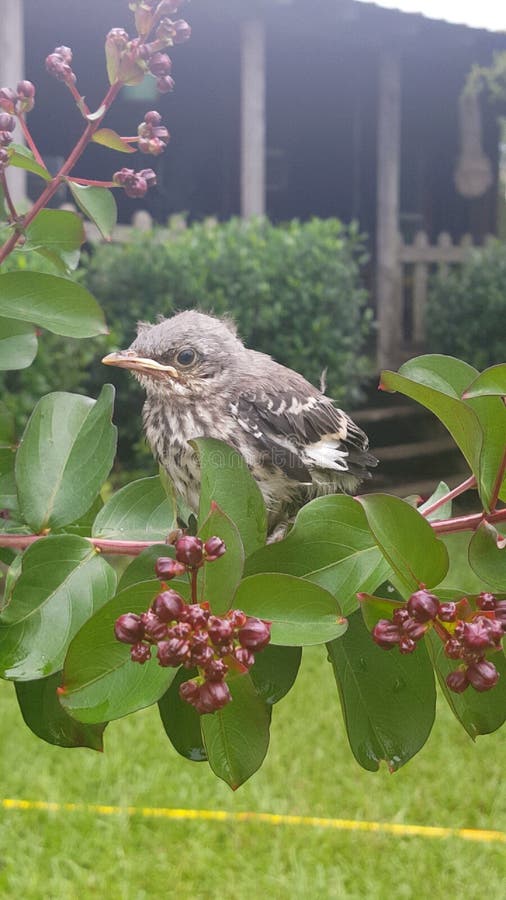 George the bird stock image. Image of cute, bird, george - 160252043