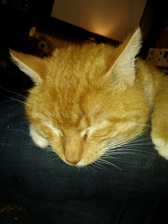 George the cat stock photo. Image of brown, painting - 205060162