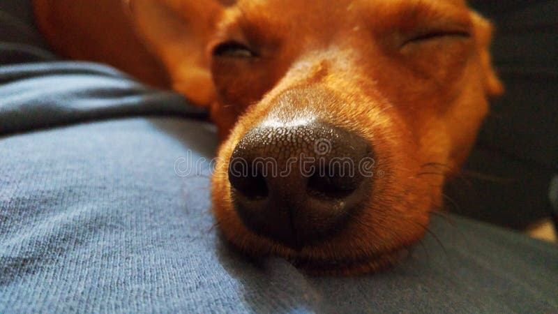 George the Dog 2 stock photo. Image of puppy, brown - 260606184