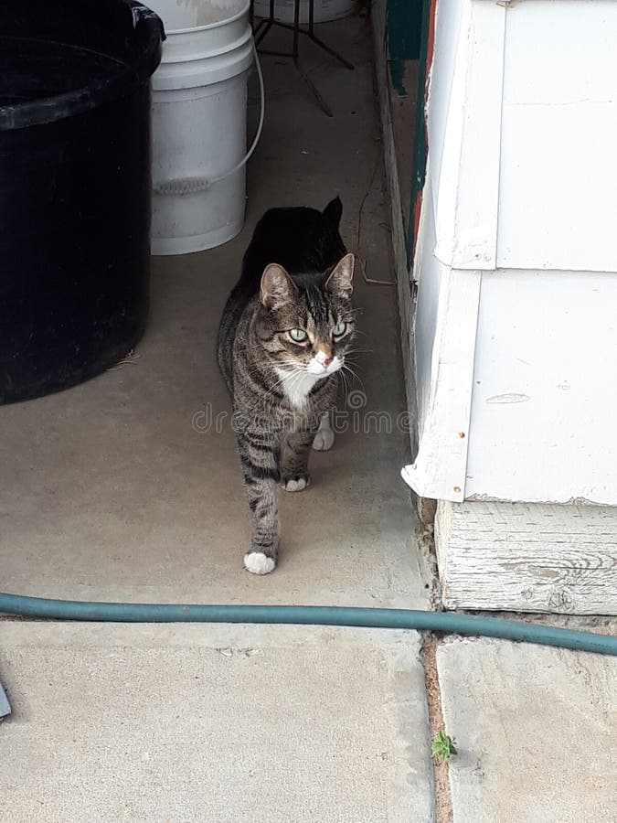 George stock photo. Image of george, feline, cute, kitty - 122942554