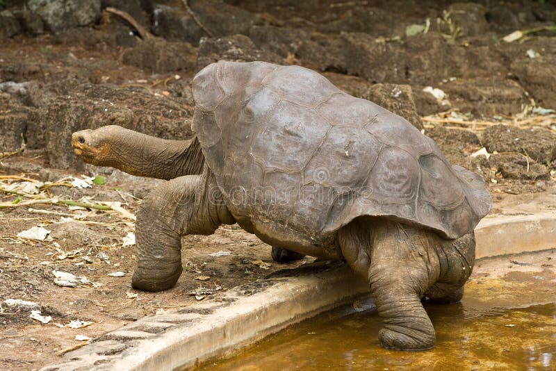 Tortuga Solitaria De George, El último De La Especie Imagen de archivo ...