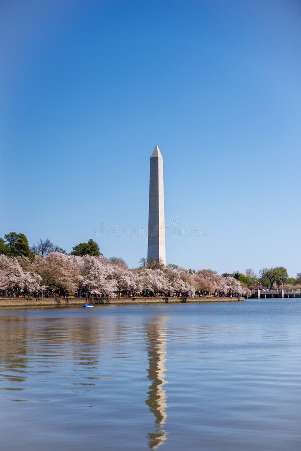 George Washington Monument during Cherry Blossom Peak Stock Photo ...