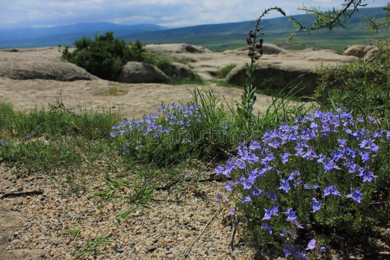 Georgia. Beautiful Blue Flowers in the Mountains Stock Photo - Image of ...