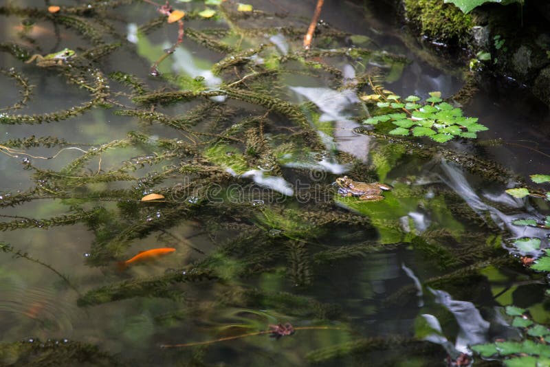 Fish Pond in the Botanical Garden Stock Photo - Image of park, orange ...