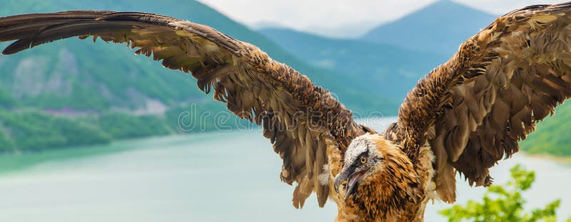 Georgia Eagle on a Background of Mountains. Selective Focus Stock Image ...
