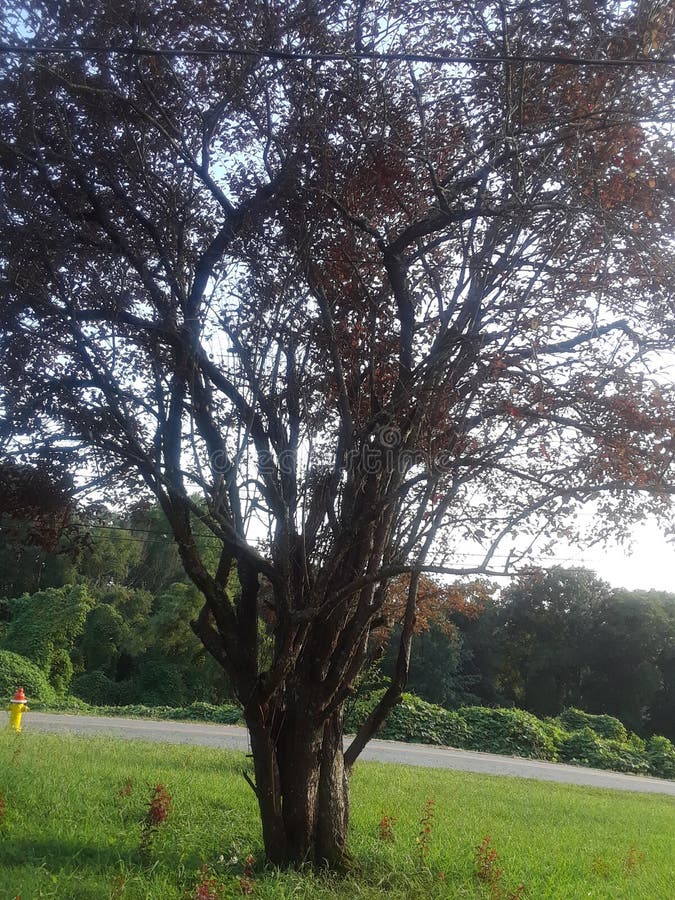 Georgia plum stock image. Image of plum, georgia, beautiful - 123939543