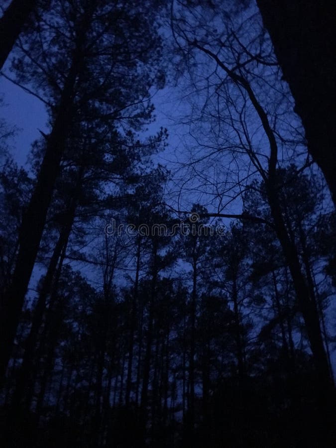 Georgia 6pm stock image. Image of georgia6pm, trees, night - 83684973