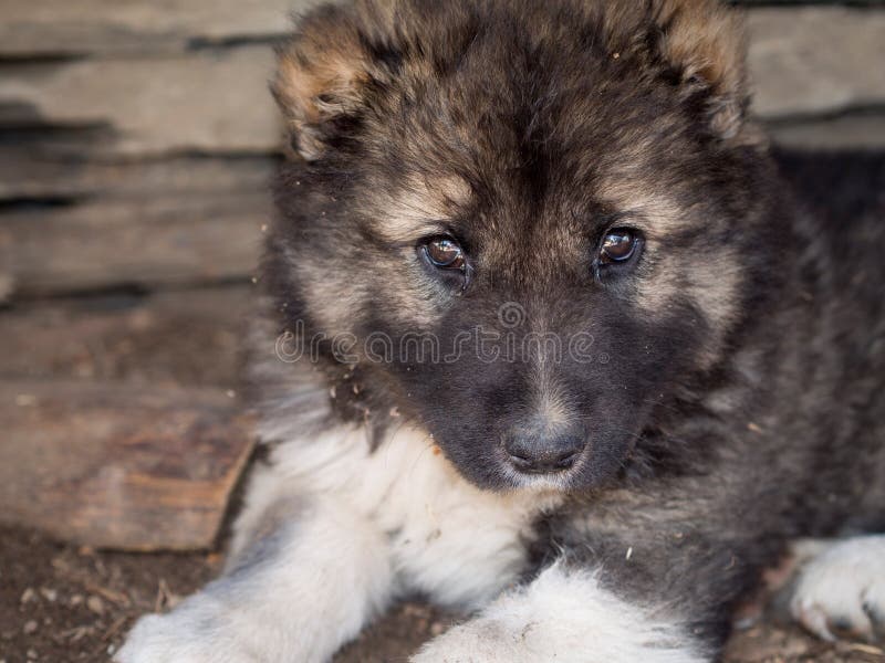 Georgia Shepherd. stock photo. Image of shepherd, small - 34125488