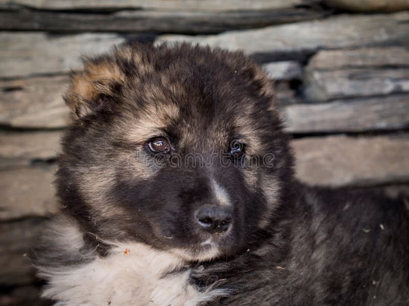 Georgia Shepherd. stock image. Image of mammal, puppy - 34125461