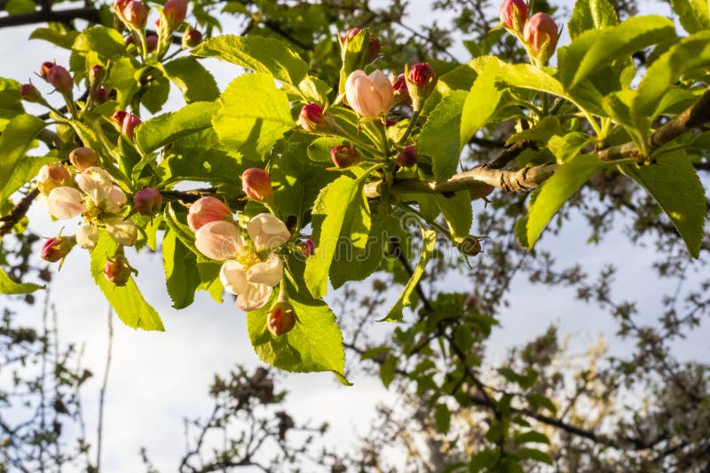 Georgian Jonjoli Bladdernut Plant in Bloom Stock Photo - Image of ...