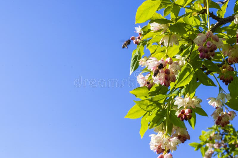 Georgian Jonjoli Bladdernut Plant in Bloom Stock Photo - Image of ...