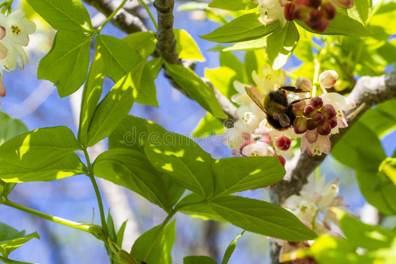 Georgian Jonjoli Bladdernut Plant in Bloom Stock Image - Image of ...