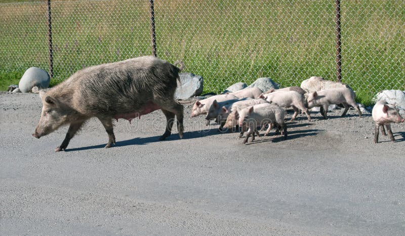 Georgian pigs stock image. Image of walk, nonurban, svaneti - 37735319