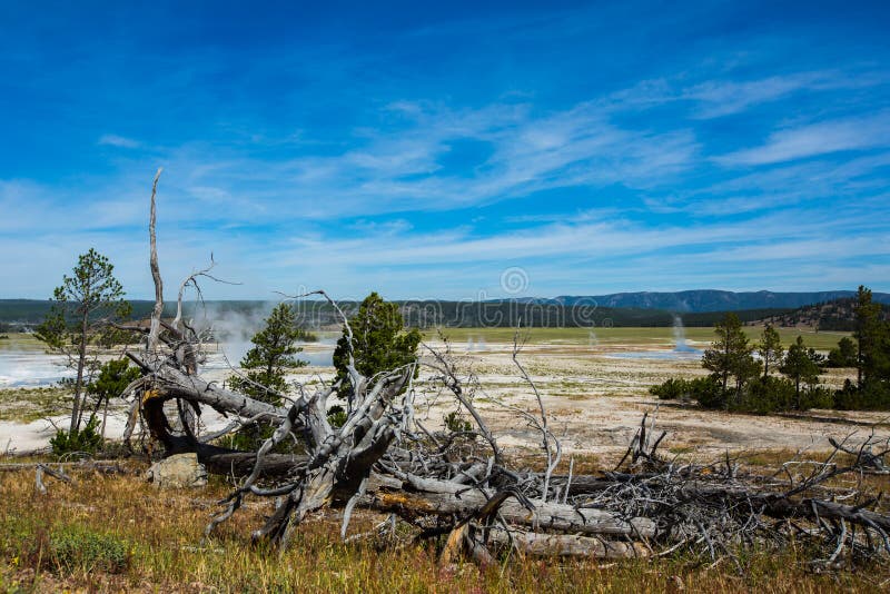 Dean Pines and Geothermal Under Blue Sky in Yellowstone Park Stock ...