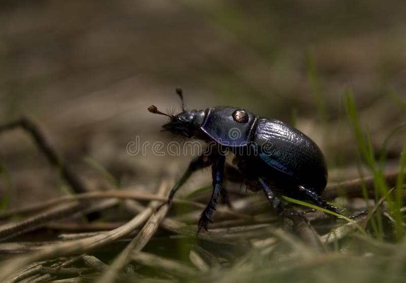 Geotrupes stercorarius stock photo. Image of manure, eyes - 17577392