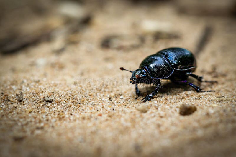 Geotrupes Stercorarius Beetle Walking on Sand Stock Image - Image of ...