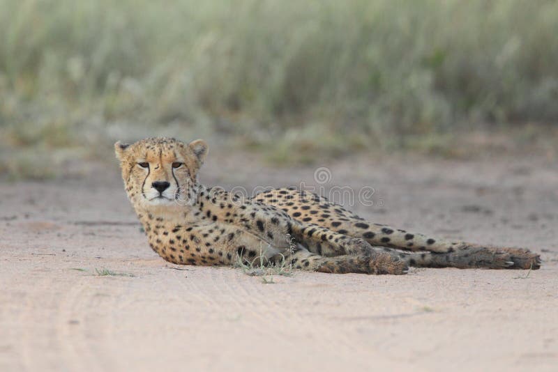 Gepard stockbild. Bild von jäger, afrika, kalahari, tier - 19103315