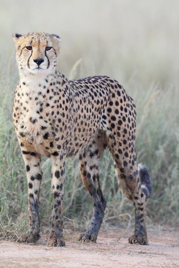 Gepard zdjęcie stock. Obraz złożonej z gepard, potomstwa - 17639142