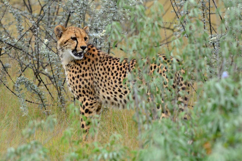 Wilder Gepard in Der Namibia-Natur, Afrika Stockfoto - Bild von raub ...
