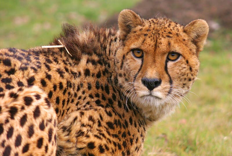 Młode Geparda Trawy Czujna Stać Obraz Stock - Obraz złożonej z post ...