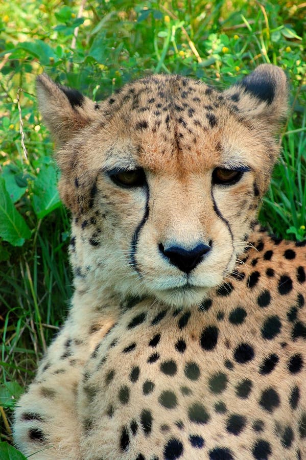 Gepard stockfoto. Bild von gelb, schnell, tansania, aufmerksamkeit ...