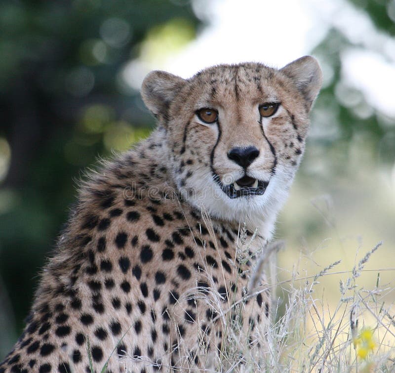 Gepard zdjęcie stock. Obraz złożonej z deltoid, ssaki - 5188884