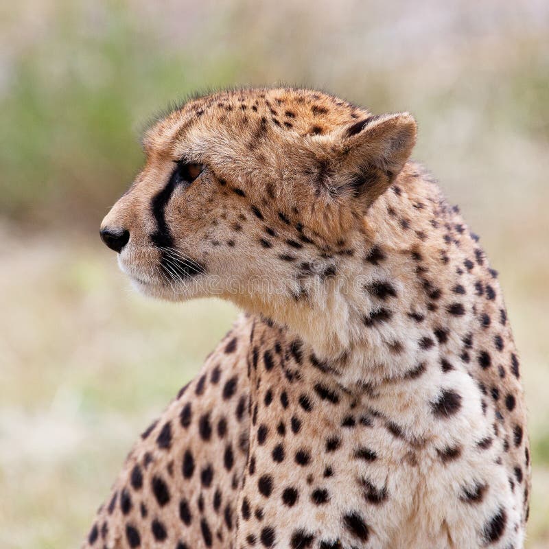 Gepard 3 stockbild. Bild von safari, pelz, zähne, nahaufnahme - 26531251