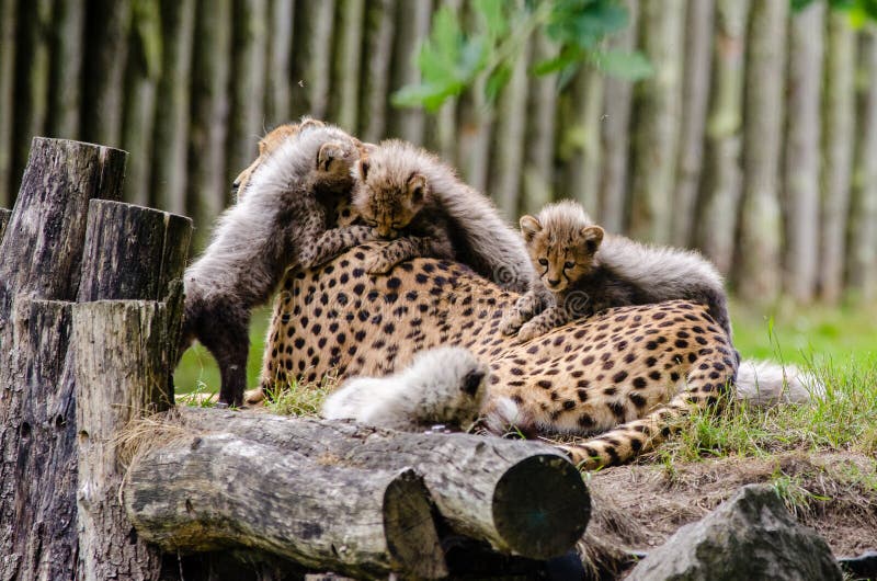 Gepard Obraz. Obraz: 84920480