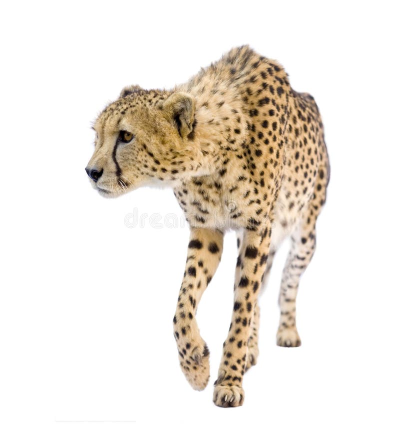 Gepard - Acinonyx jubatus stockbild. Bild von gehen, studio - 6851455