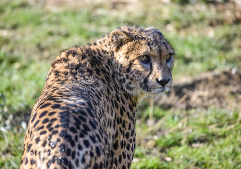 Gepard stock photo. Image of park, yellow, jubatus, gepard - 95464996