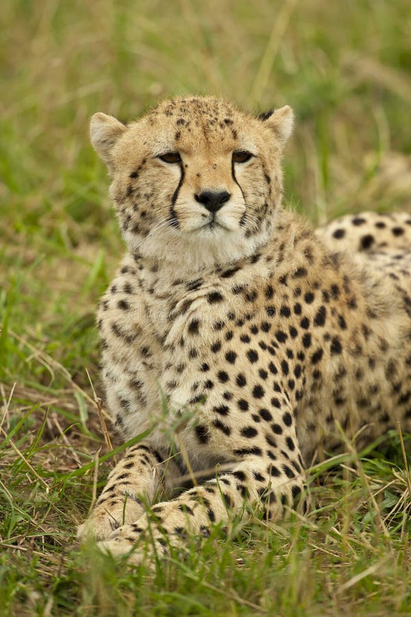 Gepard, Der Auf Dem Feld Auf Dem Gras Und Den Blicken Liegt Stockbild ...