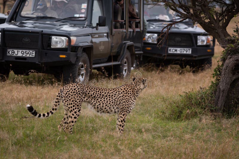 Gepard In Einem Baum Im Nationalen Zoo Stockbild - Bild von tier, gehen ...