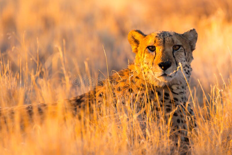 Gepard I Den Etosha Nationalparken, Namibia Fotografering för ...